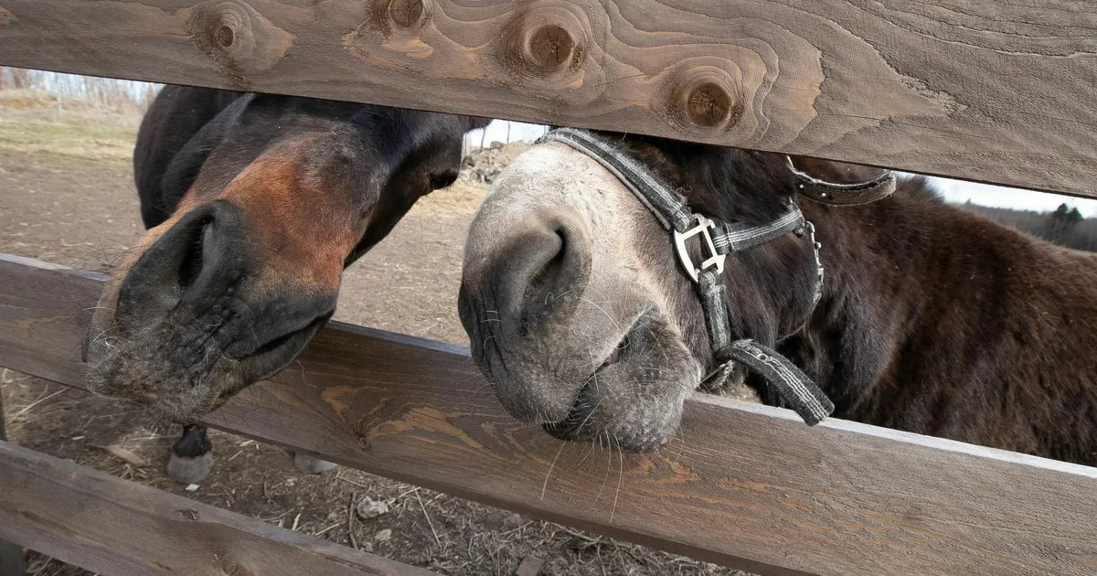 Kablis kukkus hobune kaevu
