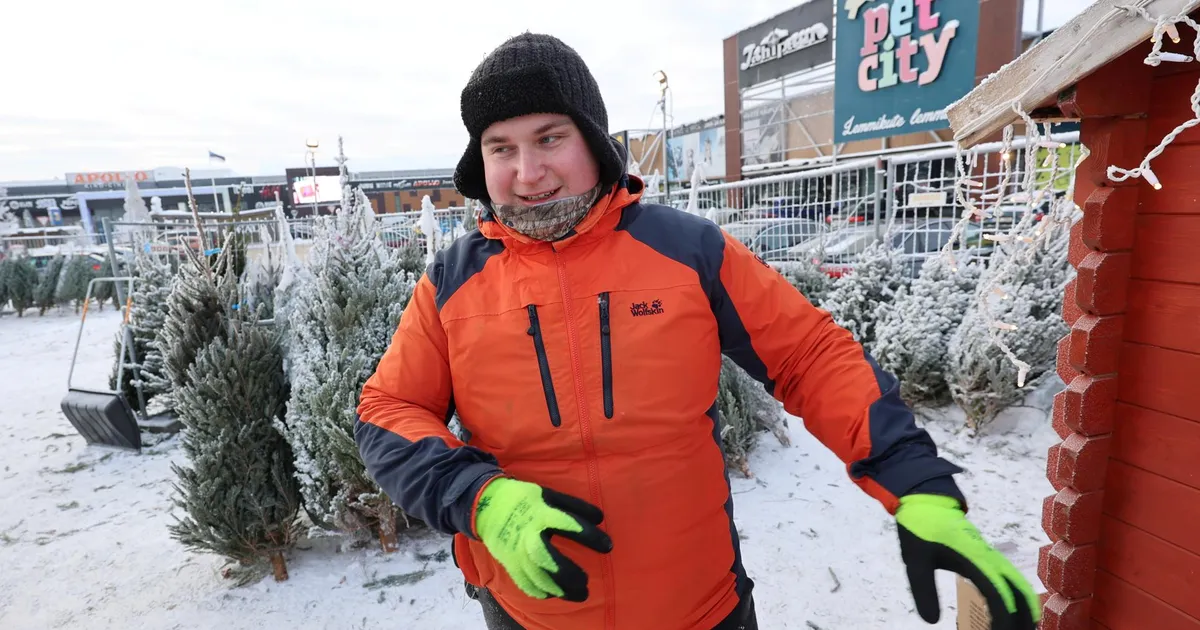 Kuusemüüjatele pakub konkurentsi riigimets