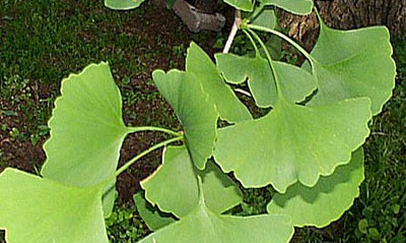 Ārstē noslēpumainais ginks - Veselība - Ziņas - Apollo.lv