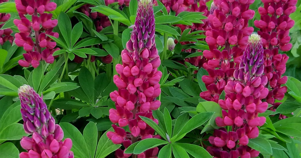 PÄEVAHOROSKOOP 24. juuni: Lõvile tekitavad kohustused peavalu ...