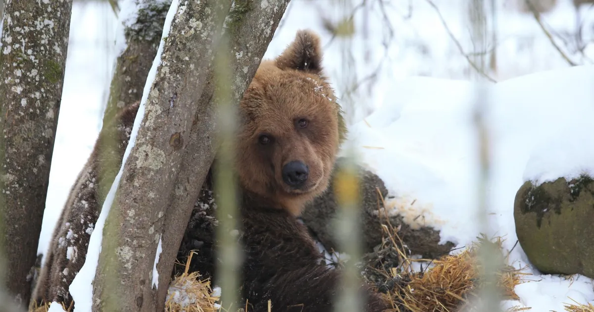 Loodusmuuseum kutsub tutvuma loomade eluga talvel