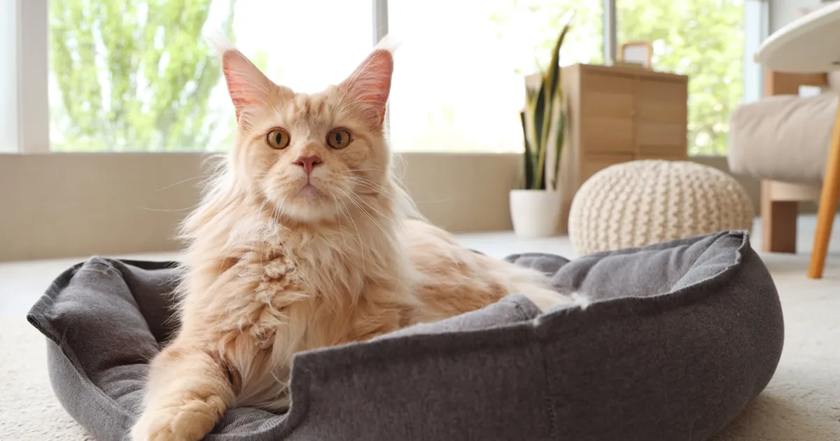 6 imearmsat märki, et su kass on tõeliselt õnnelik