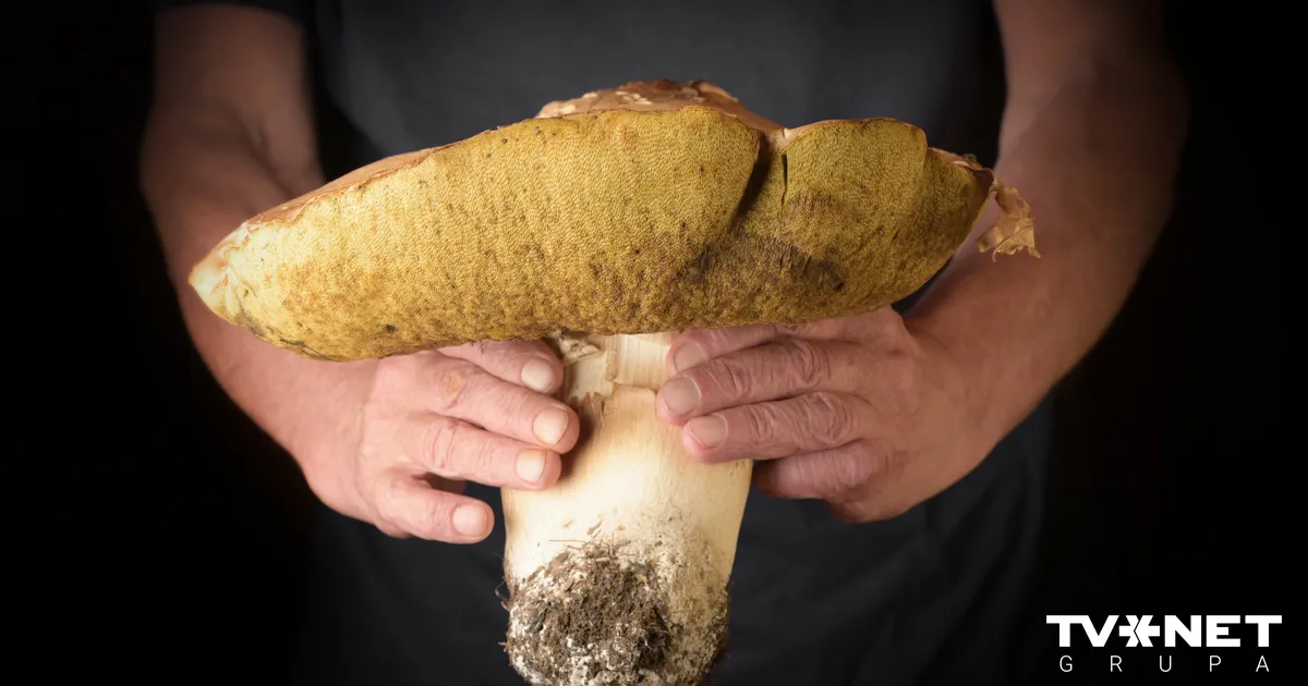 Neticams atradums - gigantiska baravika, kas sver teju 5 kilogramus