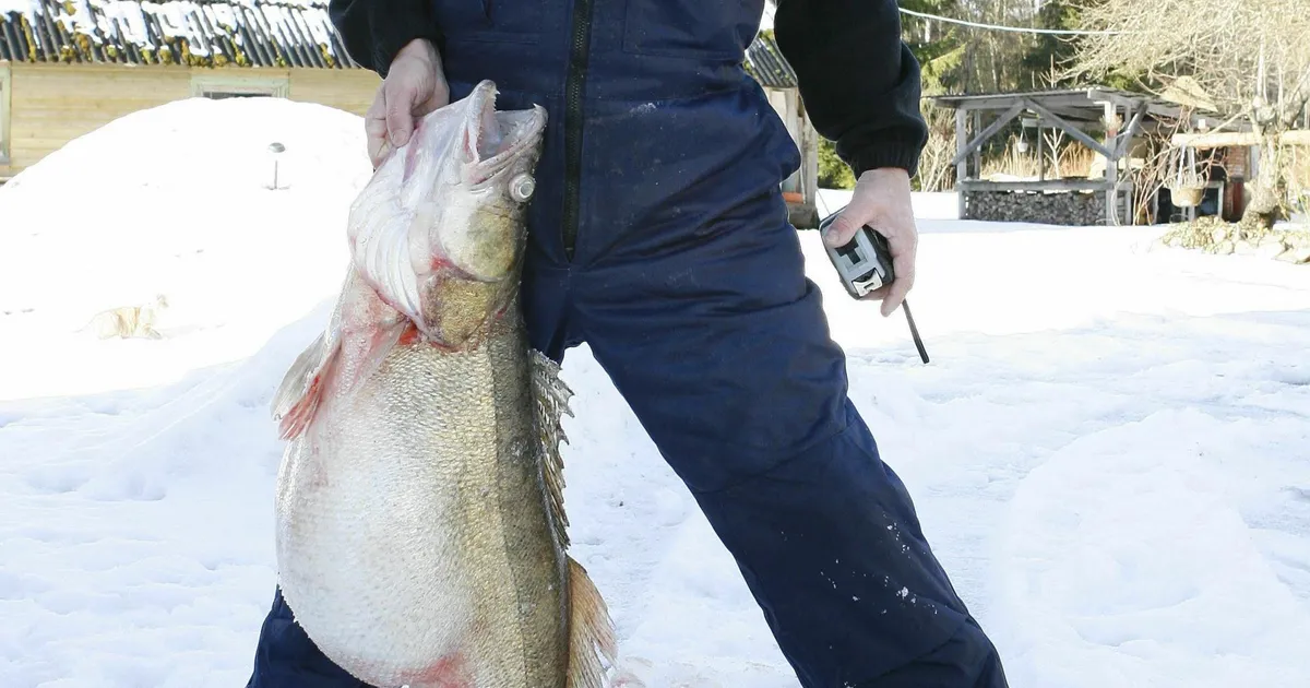 Kalateadlane: tänavuse aasta kalal läheb Võrtsjärves ülihästi