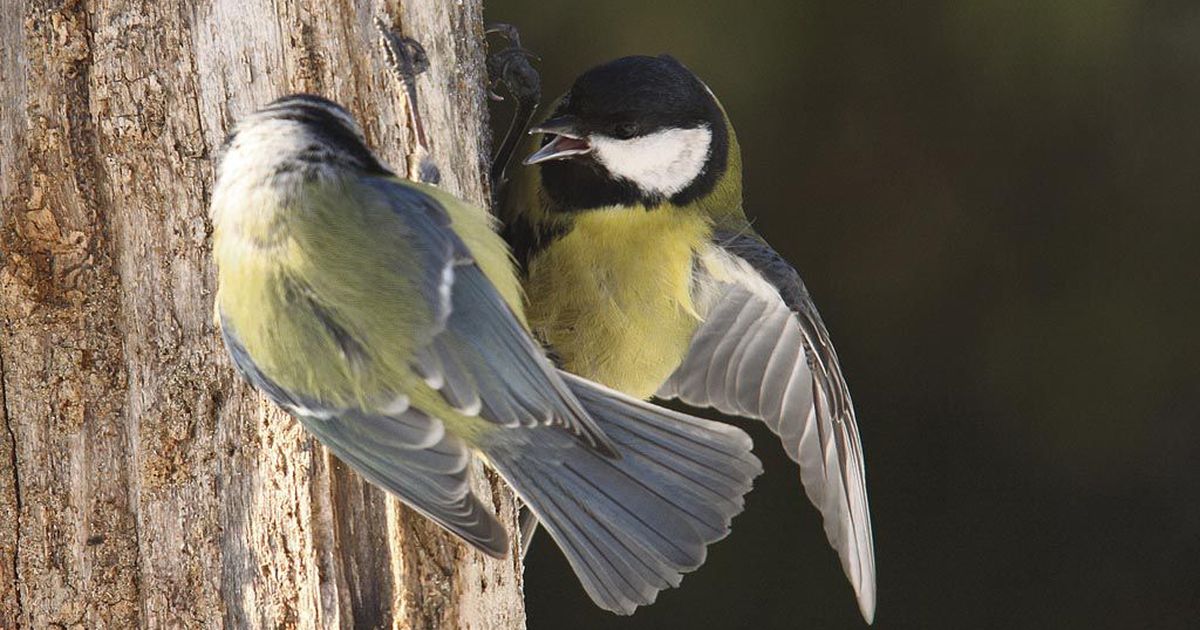 Tihased tulevad koju kätte - Pärnu Postimees - Tasuline - Pärnu Postimees