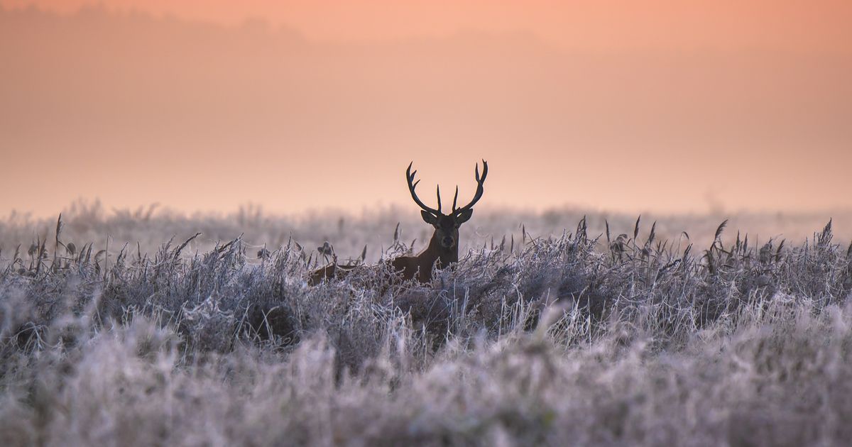 NÄDALAPROGNOOS Ees on võimalused, mida ei tasu mööda lasta