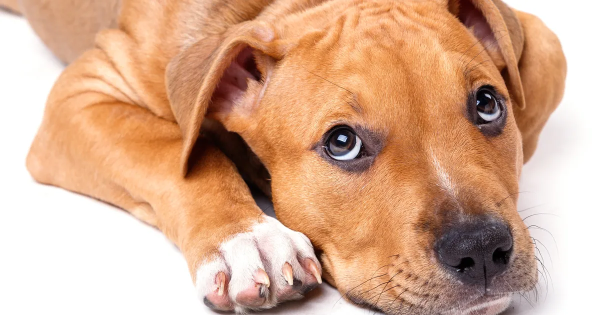 SÜDAMLIK Vaata, kuidas varjupaiga koer reageeris, kui esimest korda oma ...