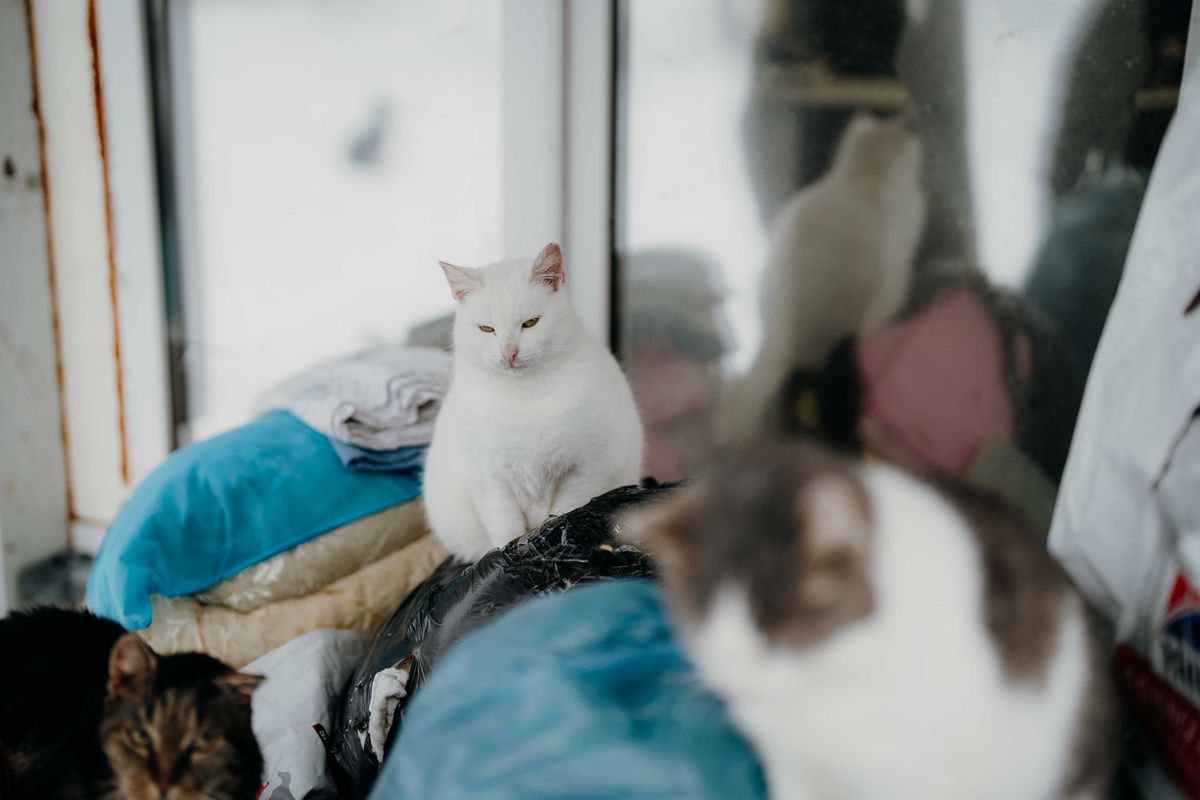 VIDEO "Sit un šauj dzīvniekus." "Mežavairogu" apmeklējums. Mīti un ...