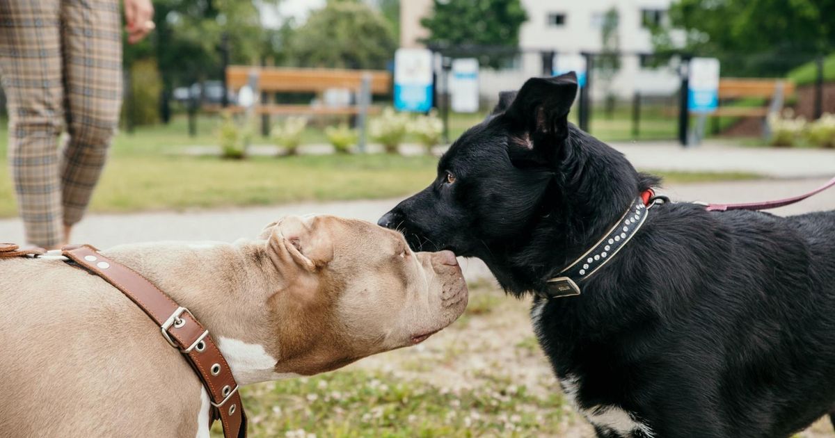 Pärnusse rajatakse uus koertepark