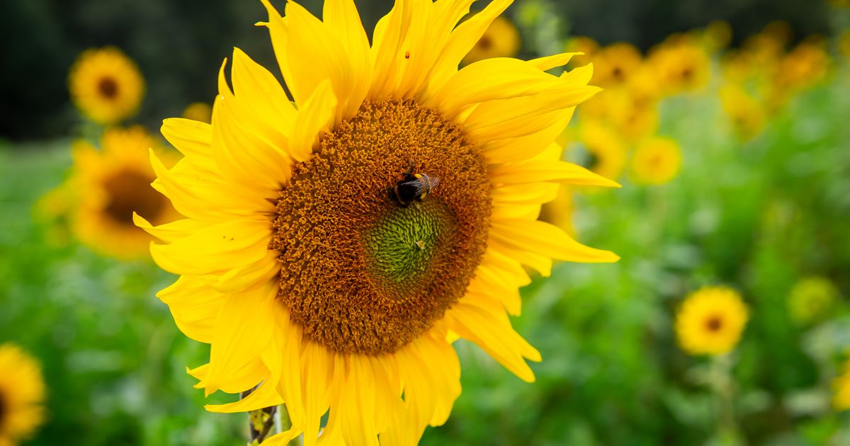 FOTOGALERII Kuivastu maantee ääres pakub silmailu päiksekollane ...