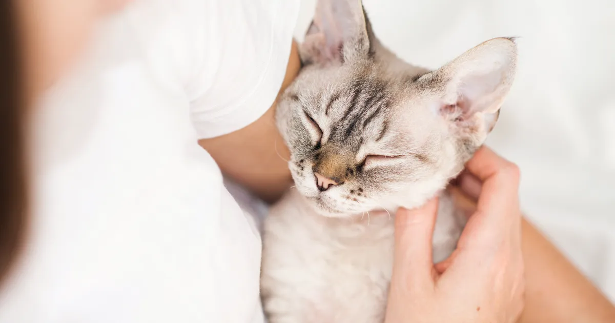 5 üllatavat fakti kassi nurrumise kohta, mida peaksid teadma