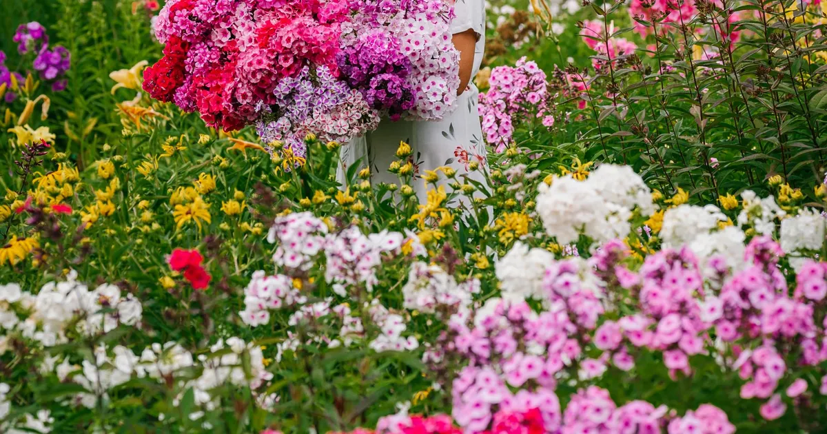Rohkem kui 300 sordiga Nõrga talu kutsub flokside õitsemispeole