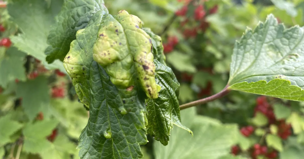 AED Sõstrapõõsa haigusi aitab vähendada hoolas ennetus
