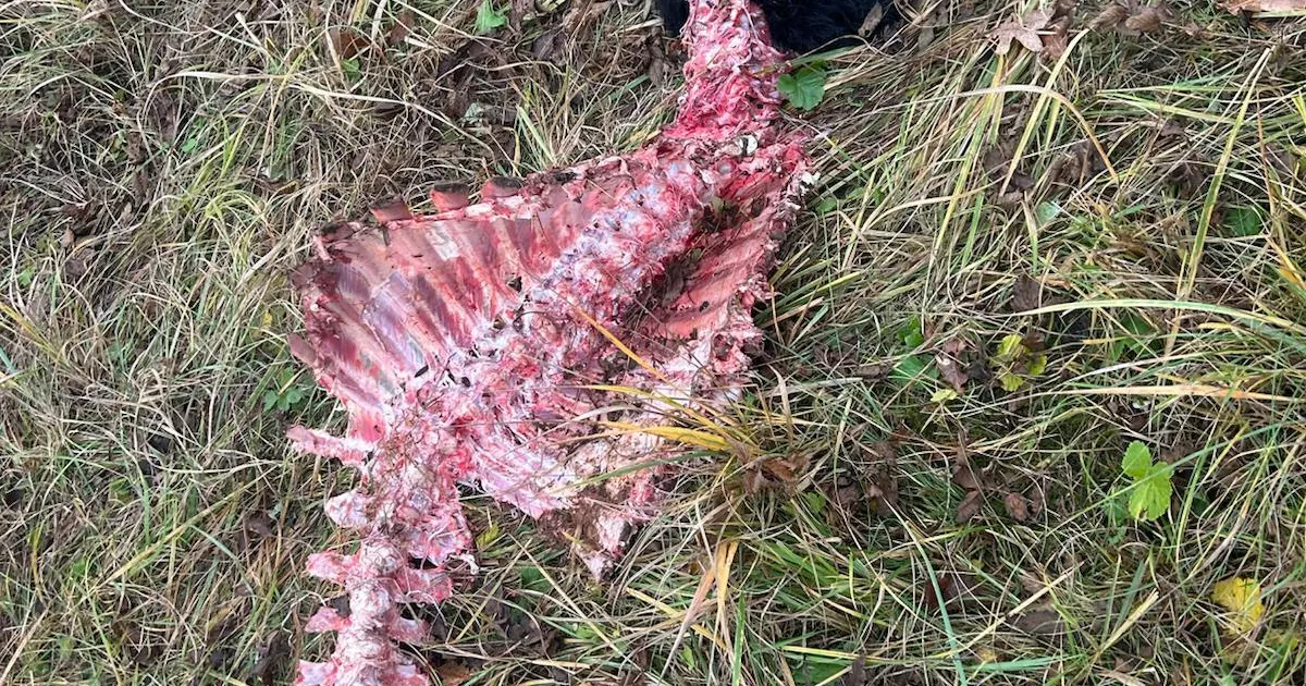 Mitukümmend vasikat murdnud hundid ajavad inimestele hirmu nahka