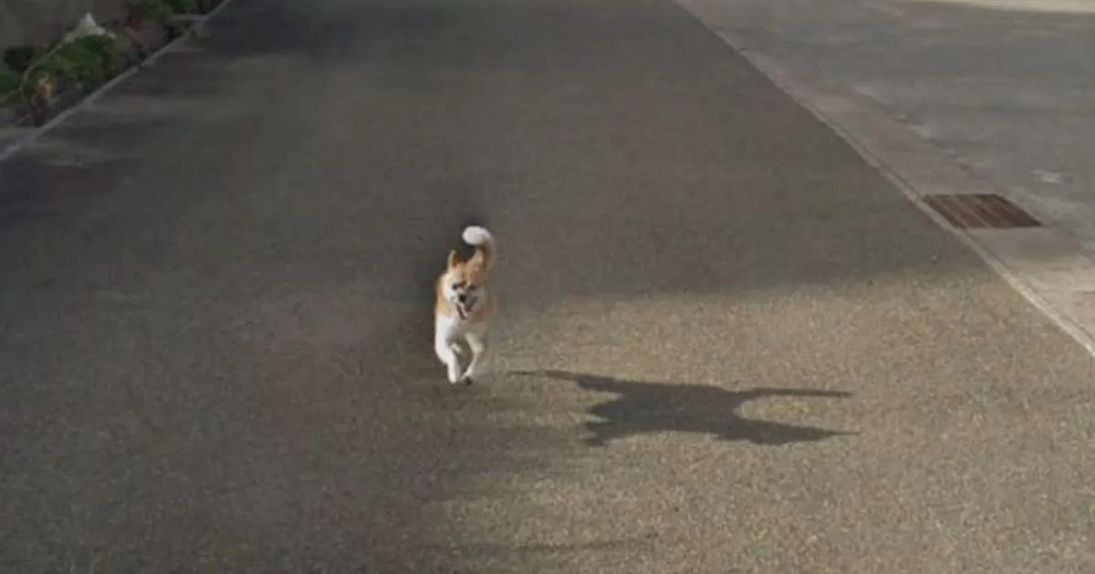 Lustakad pildid: Google Street View püüdis kaamerasse «fotopommiva» koera