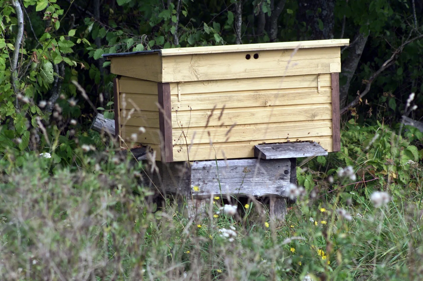 Antropoloog Ly Lõhmus uuest raamatust: nõukogude ajal oli mesi omamoodi ...
