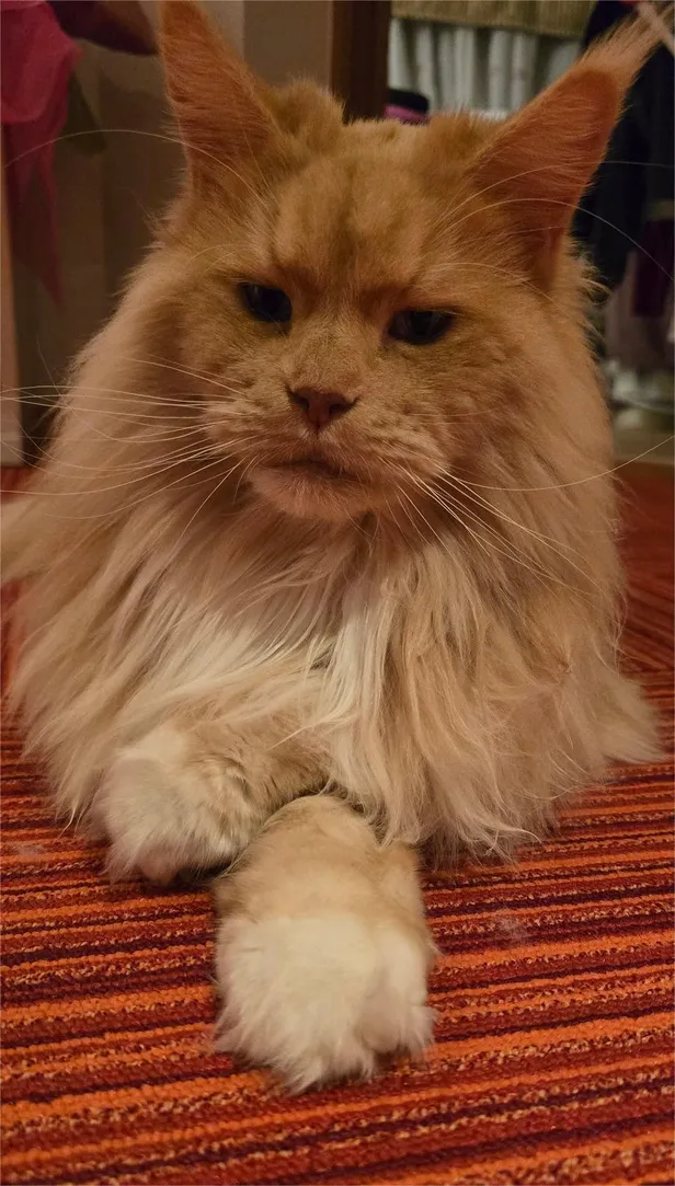 ÕNNELIKULT KODUS Tallinnas Haaberstis kaduma läinud Maine Coon tõugu ...