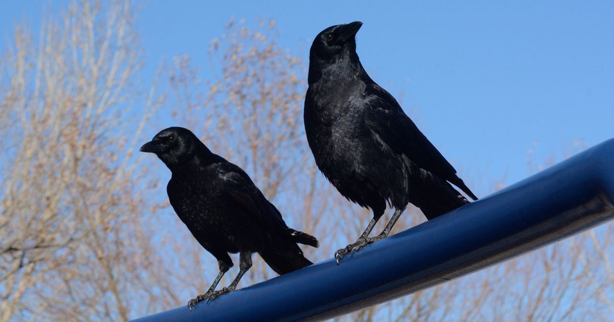 Vald teatas lindudega hädas linnakodanikele: vares on tark lind