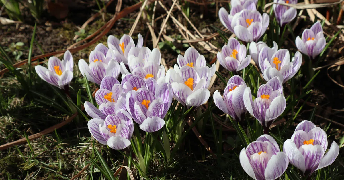 ILUS ILM Algavaks nädalaks jagub parajalt päikest ja sinitaevast