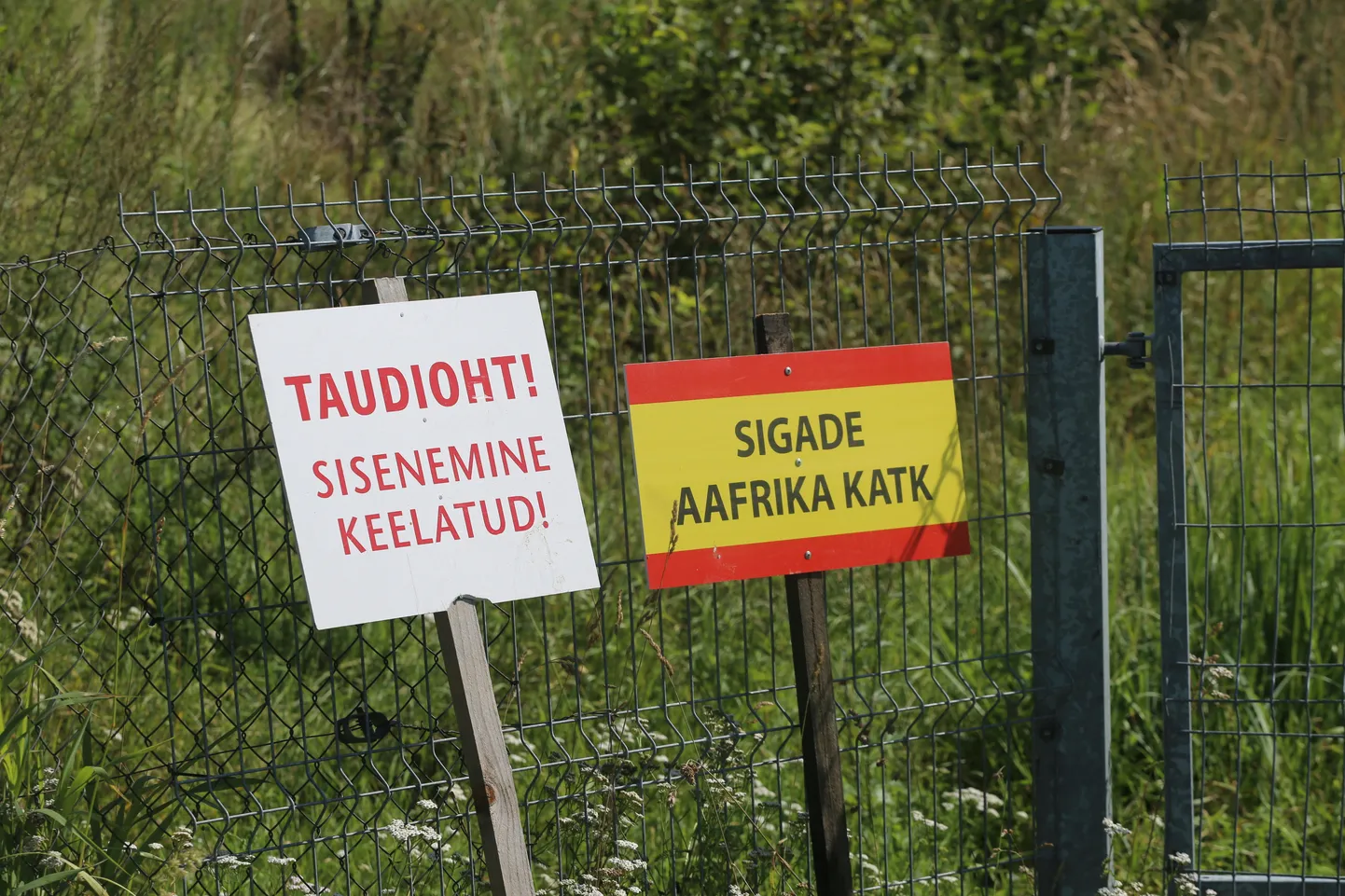 Jõgevamaal tuvastati sigade Aafrika katk ligi 650 seaga farmis