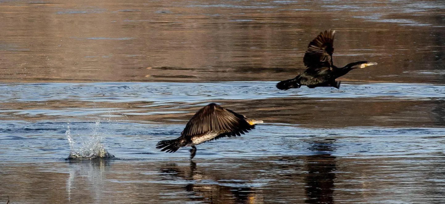 12 000 tonni kadunud kala või kormoranipraad taldrikul – kas eestlased ...