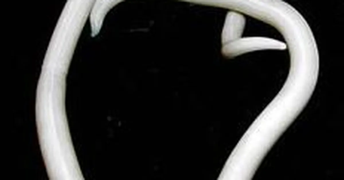 Hongkongi dieet – solkmepreparaatide neelamine