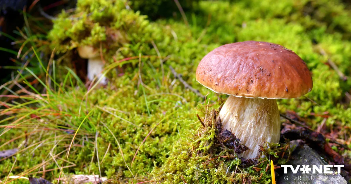 TESTS Gaidām sēņu laiku: vai pazīsti populārākās rudens sēnes?