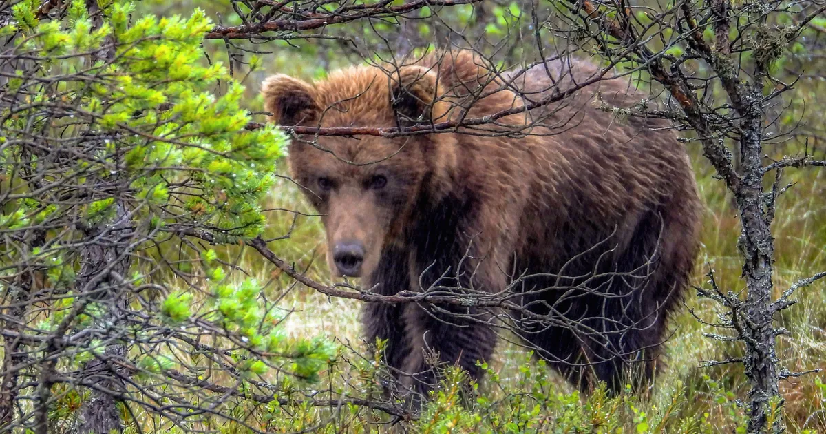 Karuga kohtumise tõenäosus on kasvanud aina suuremaks