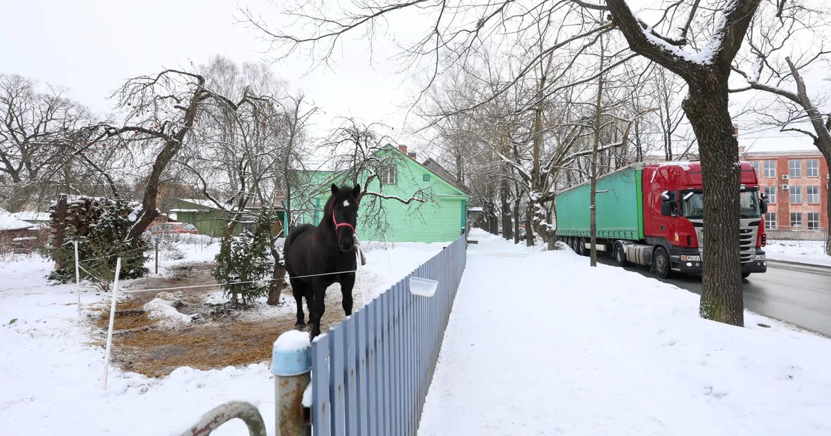ELU ISE Linlaste lemmikloomade hulka kuuluvad ka hobune, kanad, tuhkrud ...