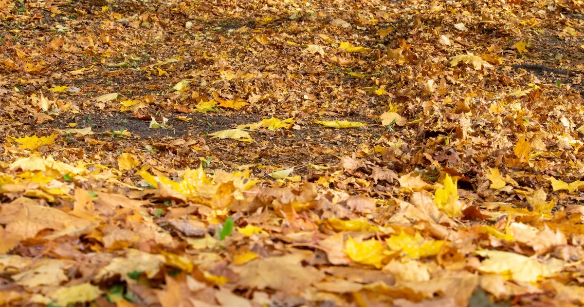 Rakvere elanikud saavad puulehti jäätmekeskusesse tasuta anda kuu lõpuni