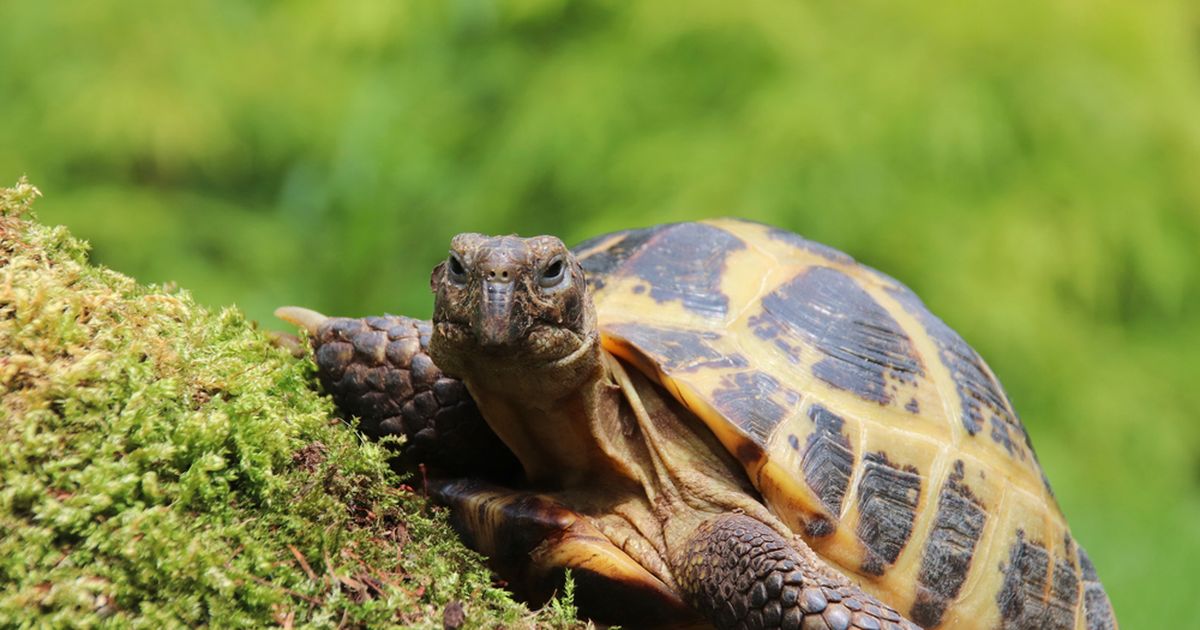 NUNNU VIDEO Kilpkonn, kes särab ootamatult tähtsas rollis